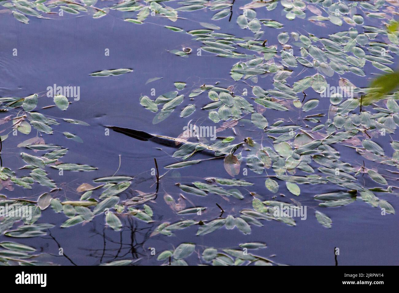 Gar fish near the top of the water that is covered with green leaves ...