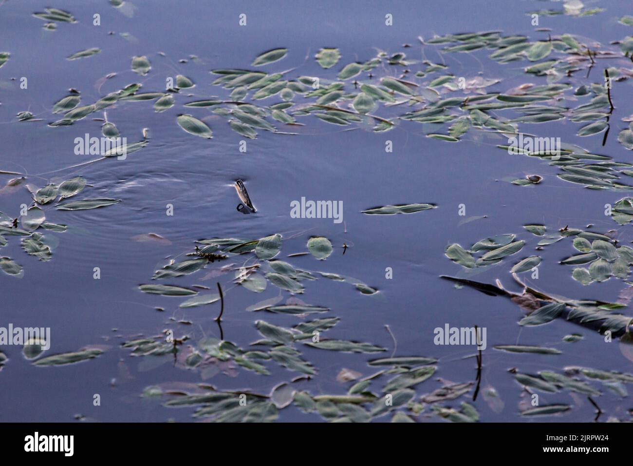 Gar fish near the top of the water that is covered with green leaves ...