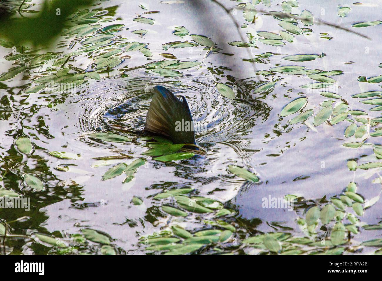 Gar fish near the top of the water that is covered with green leaves ...