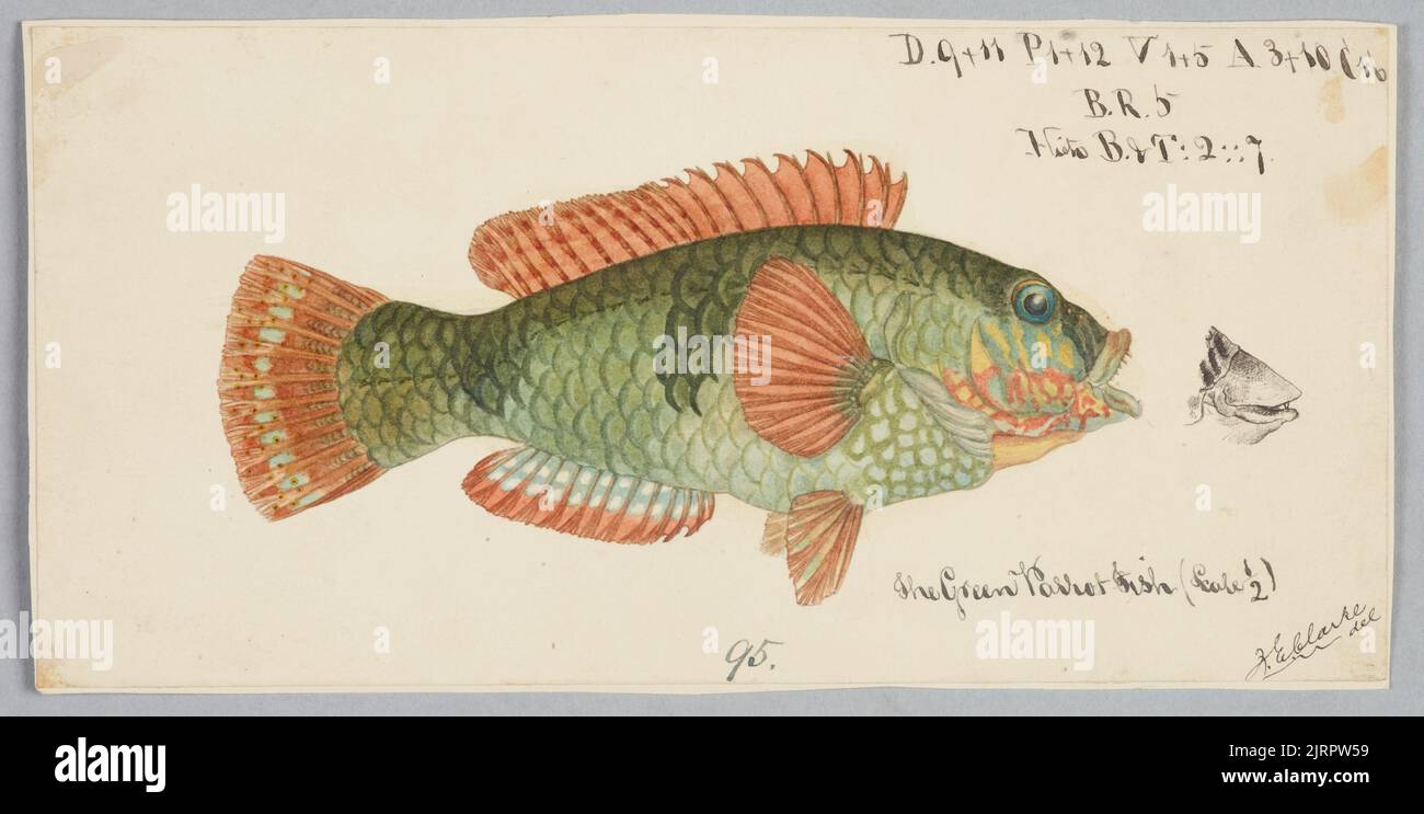 Labridae (Tas) : Wrasse, by Frank Edward Clarke Stock Photo - Alamy