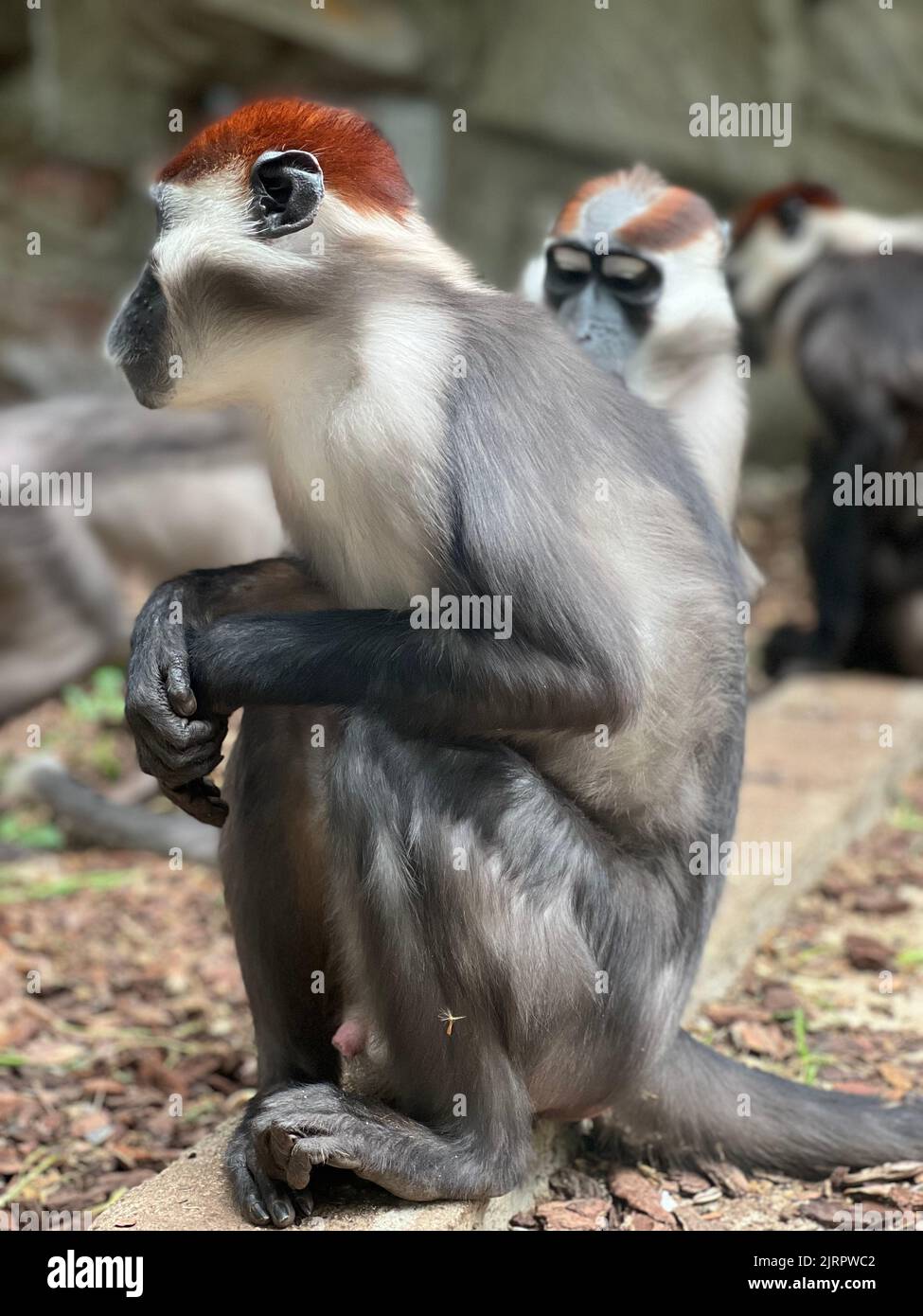 Mangabey monkeys hi-res stock photography and images - Alamy