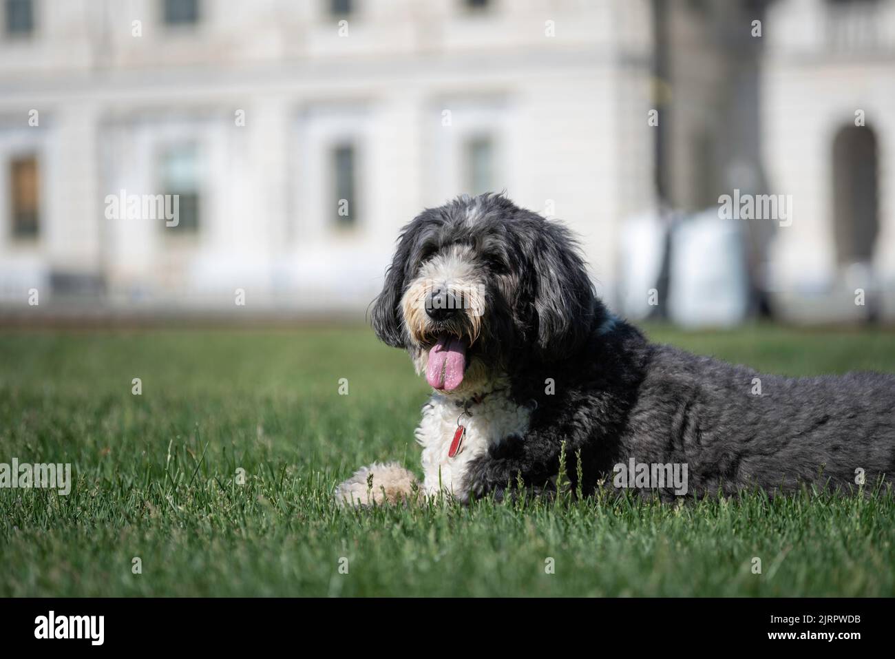 Bernese mountain dog poodle hi-res stock photography and images - Alamy