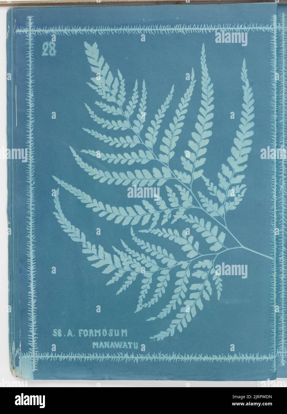 New zealand ferns 172 varieties ferns hi-res stock photography and ...