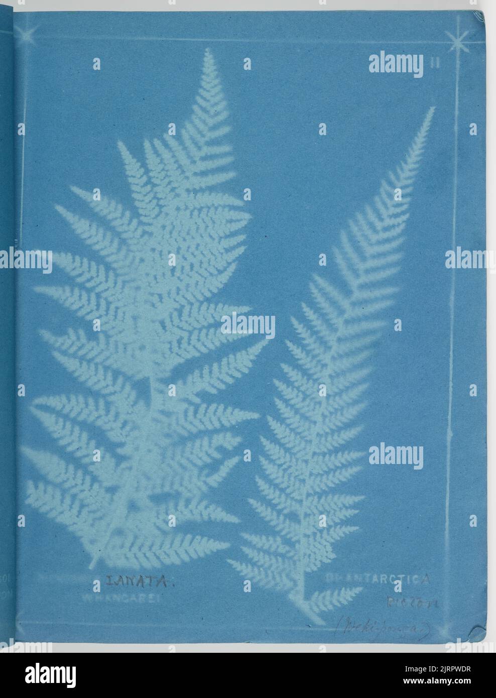 Whangarei and dicksonia antarctica hi-res stock photography and images ...