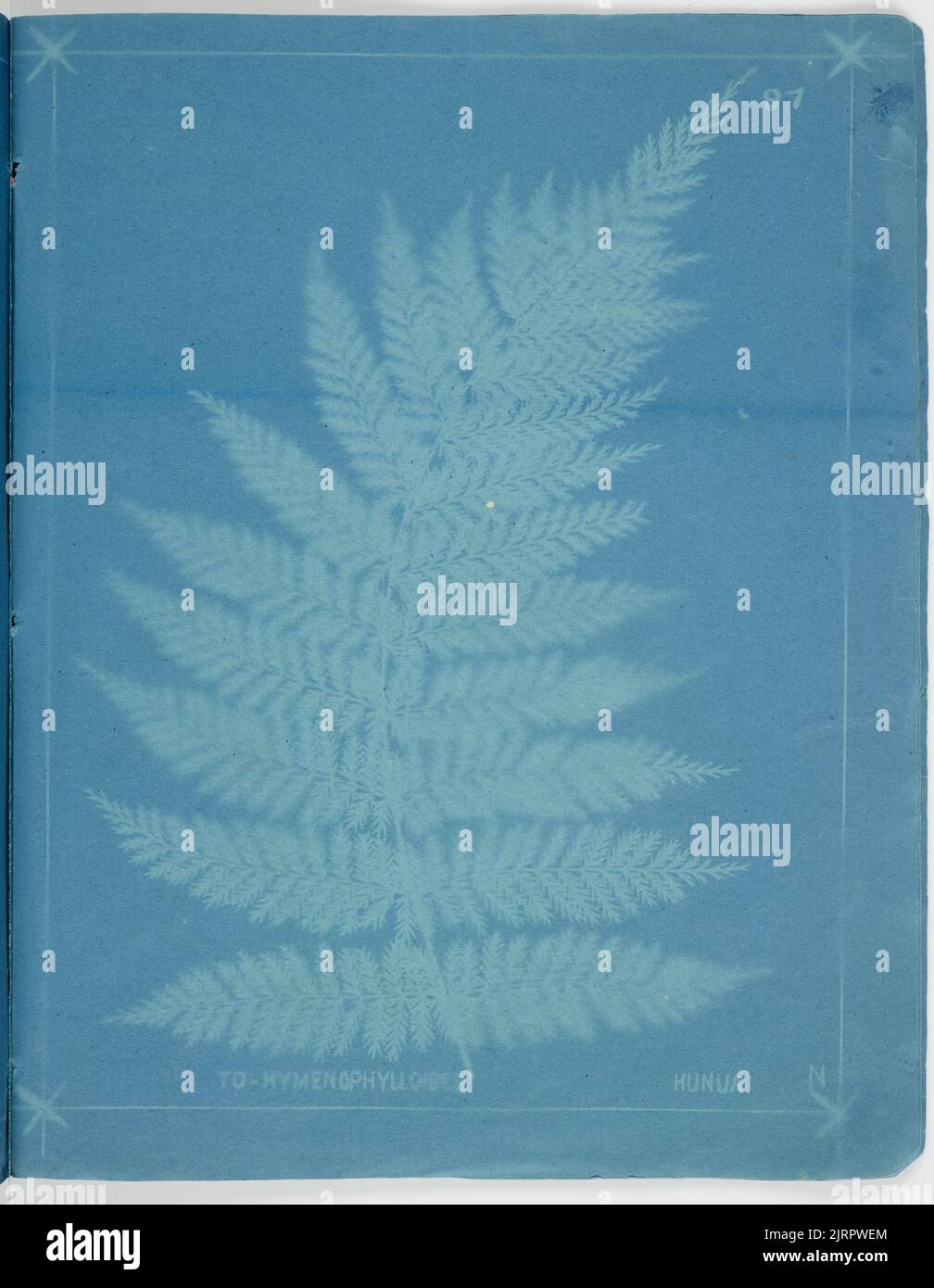 Todea hymenophylloides hi-res stock photography and images - Alamy