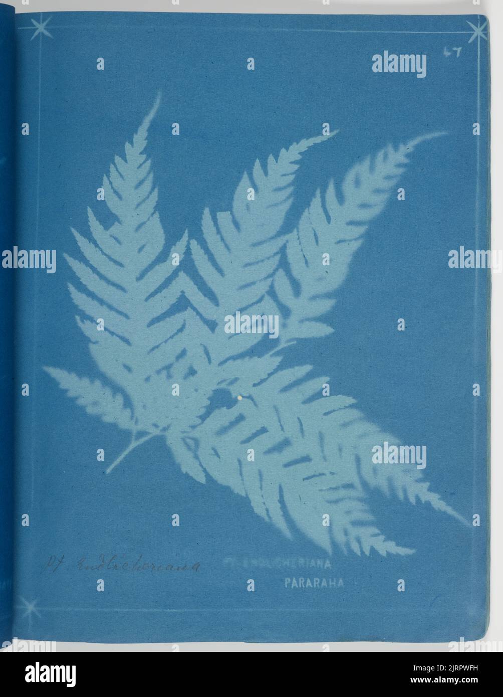 Pteris endlicheriana, Pararaha. From the album: New Zealand ferns. 167 ...