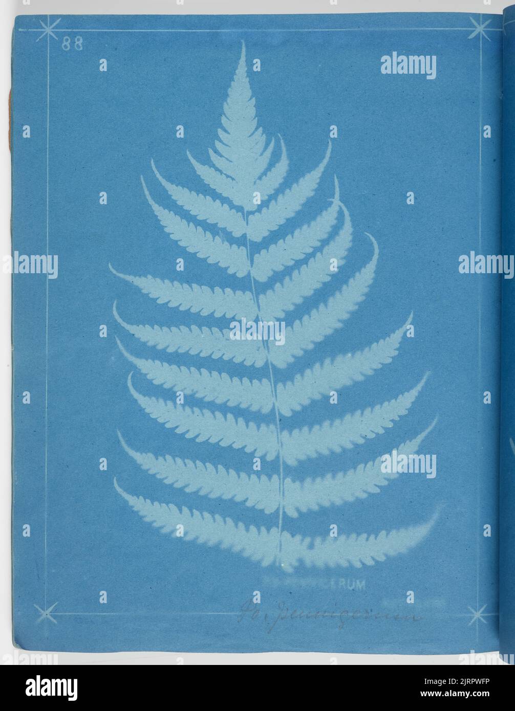 Polypodium pubigerum. From the album: New Zealand ferns. 167 varieties ...