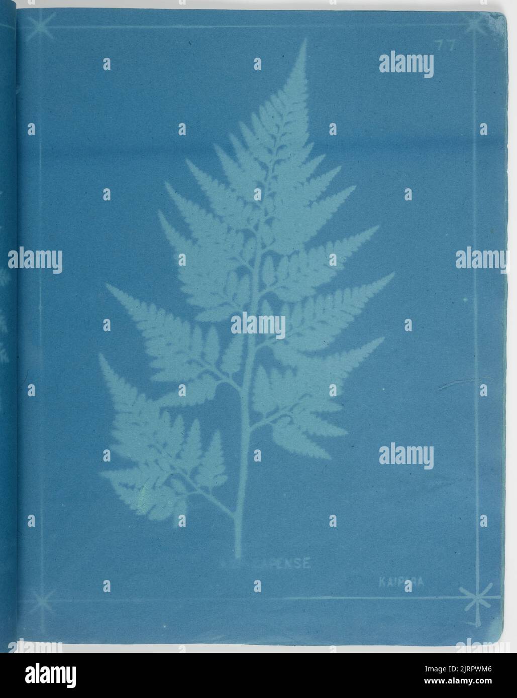 Aspidium capense hi-res stock photography and images - Alamy