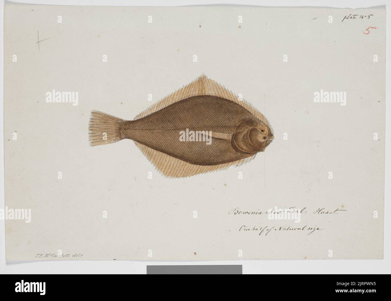 Bowenia Nov. Zeal: Haast one half of natural size, 1872, by James ...