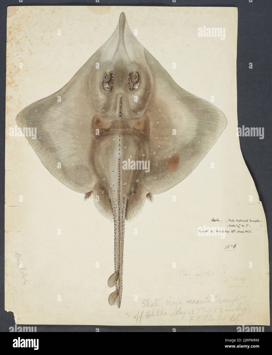 Rough skate underside raja nasuta nz hi-res stock photography and ...