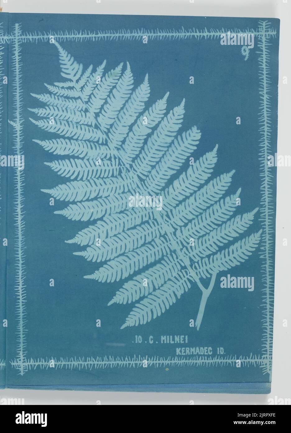 New zealand ferns 172 varieties ferns hi-res stock photography and ...