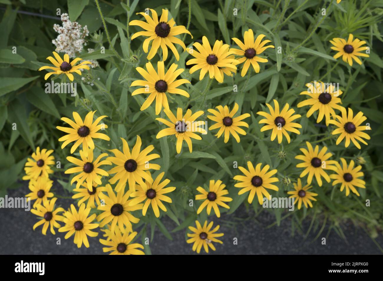 Brown Eyed Susan flowers showing their smiling faces in a garden in ...