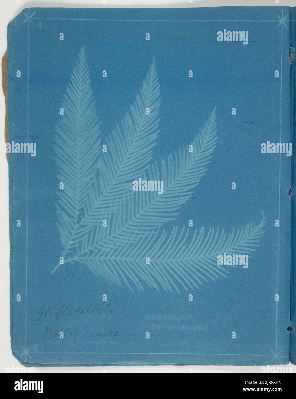 Gleichenia flabellata hi-res stock photography and images - Alamy