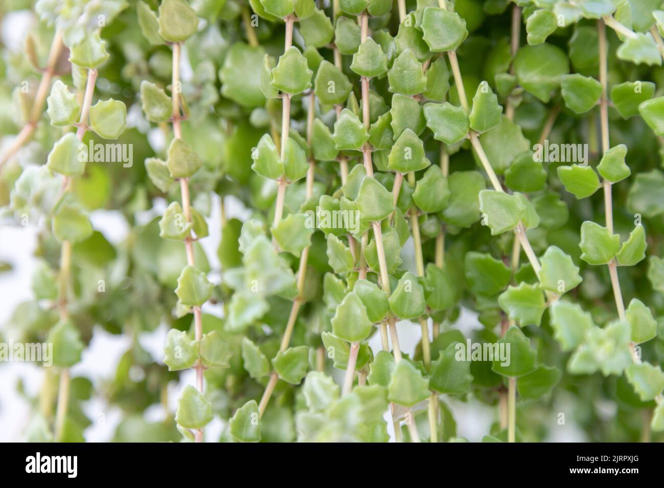 Green grass and vines hi-res stock photography and images - Alamy