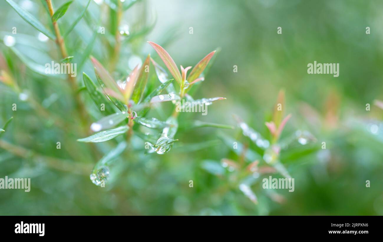 Nature of green leaves and pinkish with waterdrop after raining ...