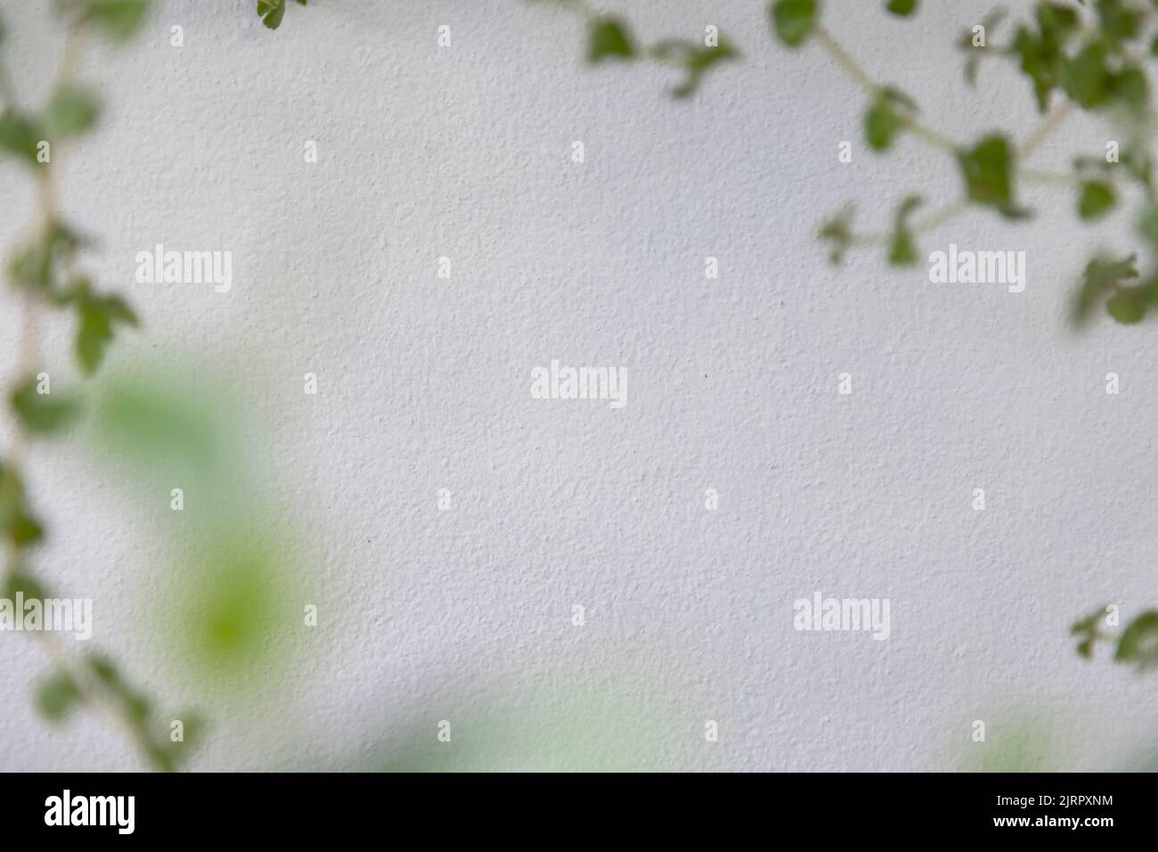 Green Ivy plants on white concrete background. Vines shadow on the ...