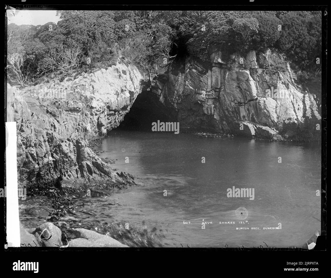 Cave, Snares Island, circa 1888, Auckland Islands, by William Dougall ...