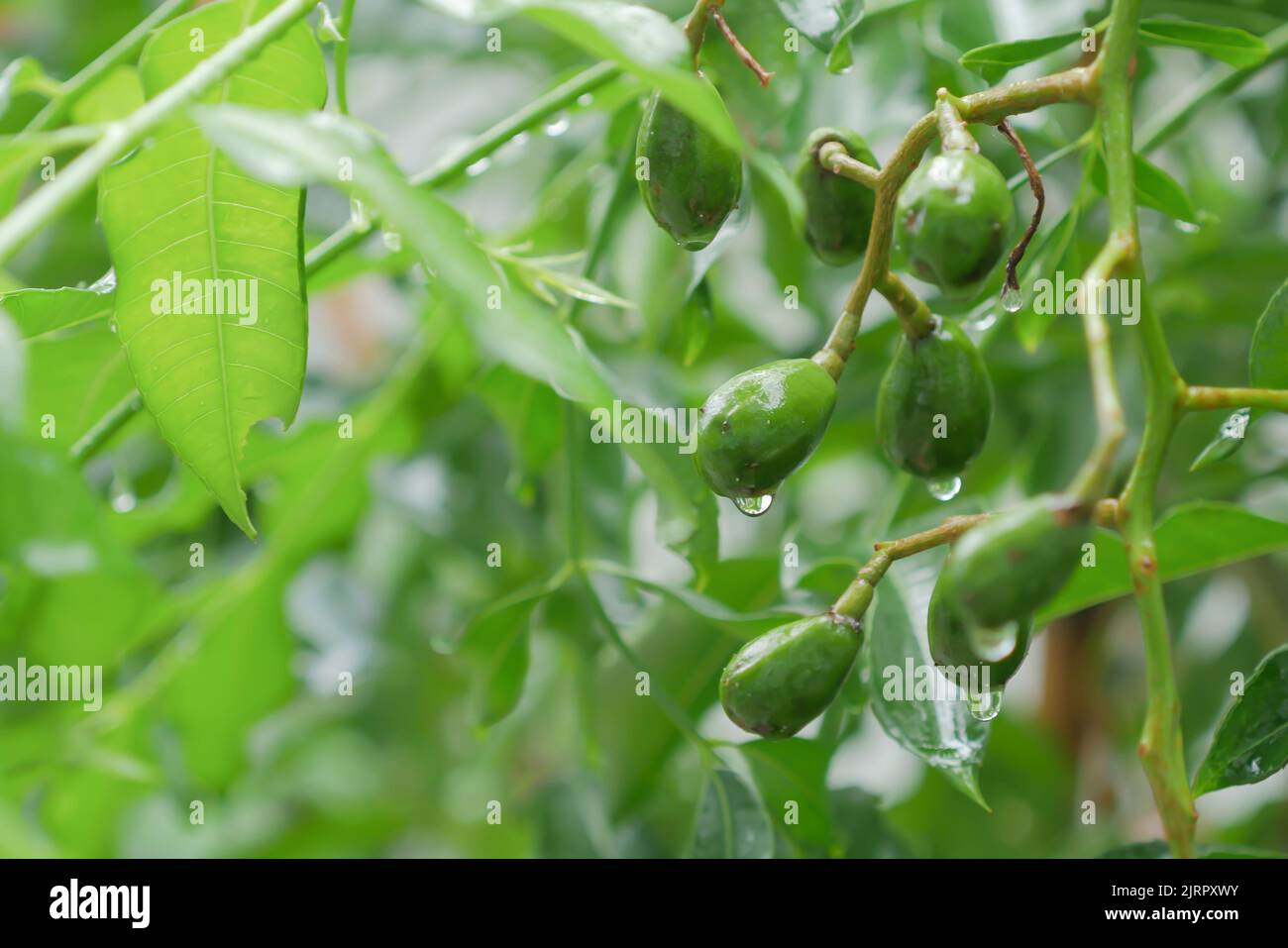 Otatheite apple and leaves after raindrops. The flesh of the jew plum ...