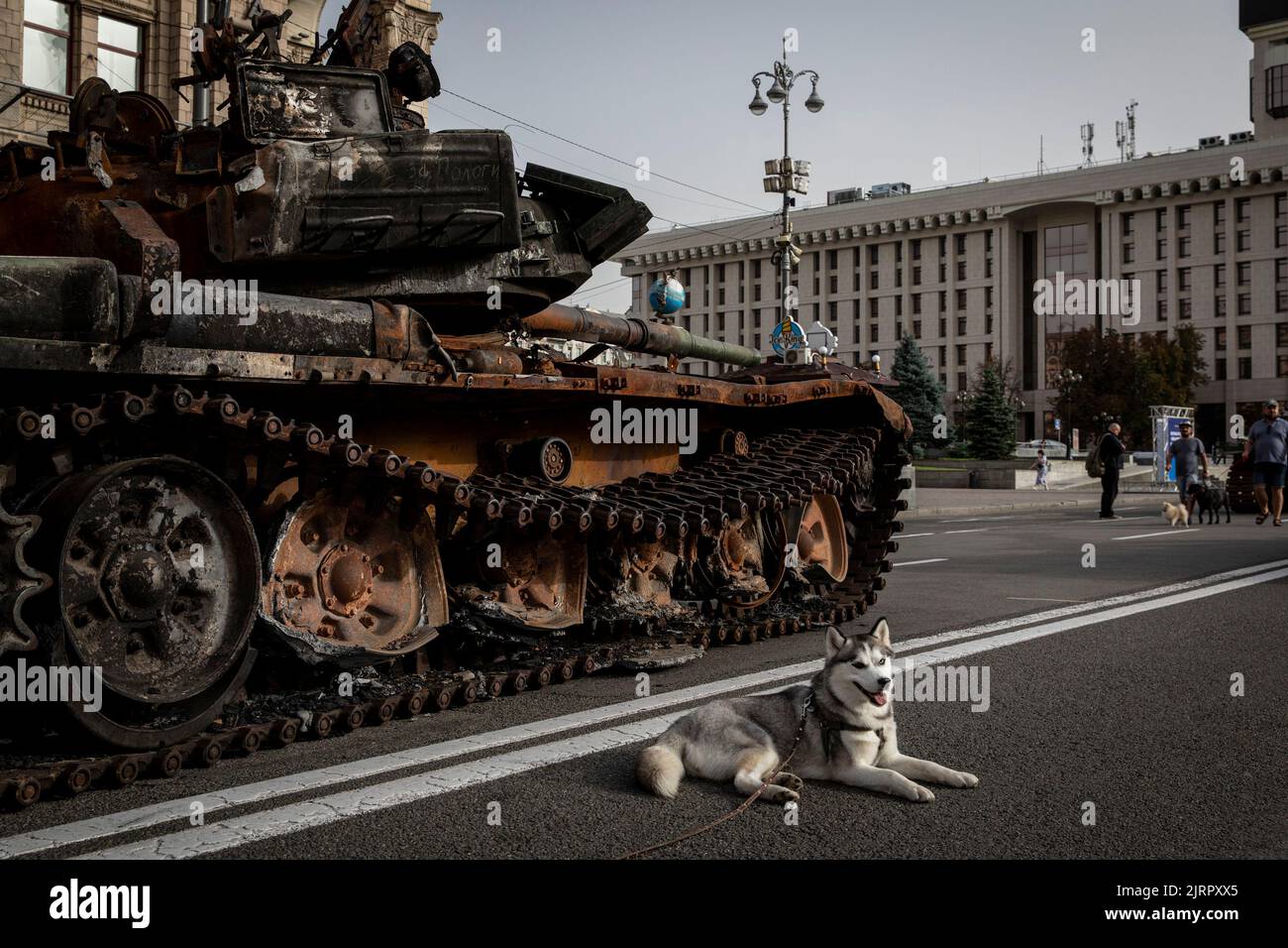 A husky rests next to the wreckage of the destroyed Russian tank in ...