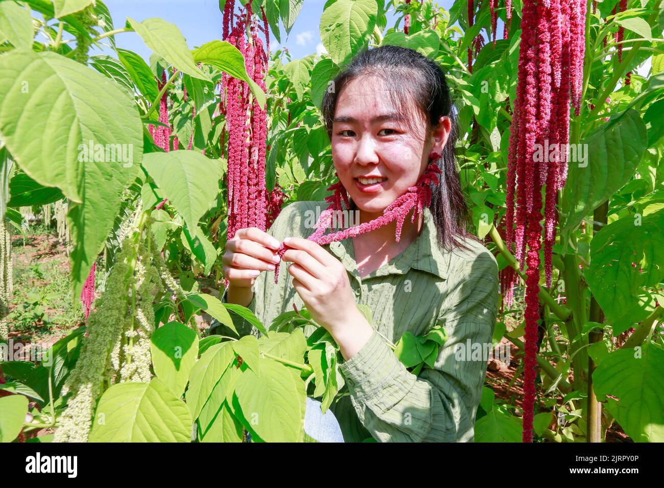 BIJIE, CHINA - AUGUST 25, 2022 - Tourists look at the maturing Tianxing ...