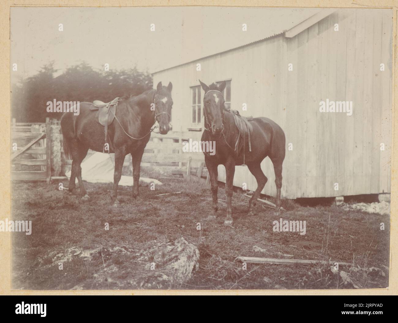 Horses. From the album: Snapshot album - Nga Mahanga, circa 1900 ...
