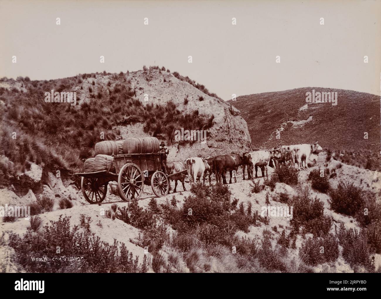 Wool wagon, Cheviot, circa 1880, Christchurch, by Wheeler and Son Stock ...