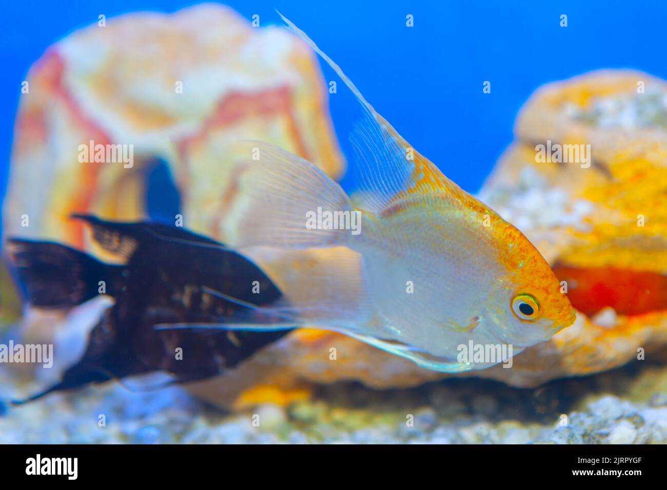 Gold veil angelfish hi-res stock photography and images - Alamy