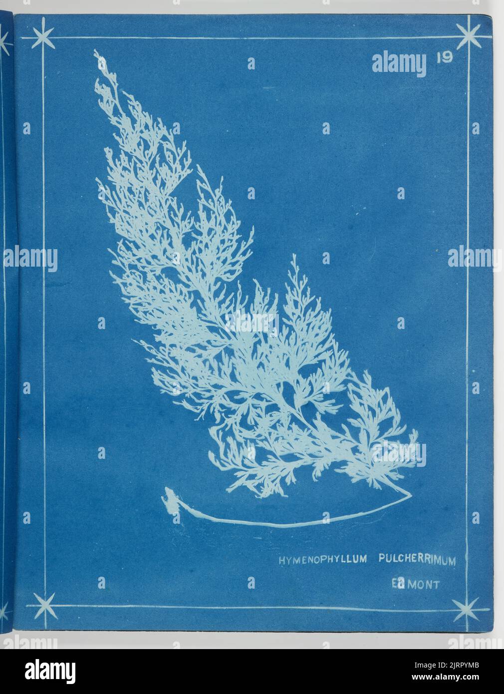 Hymenophyllum pulcherrimum hi-res stock photography and images - Alamy