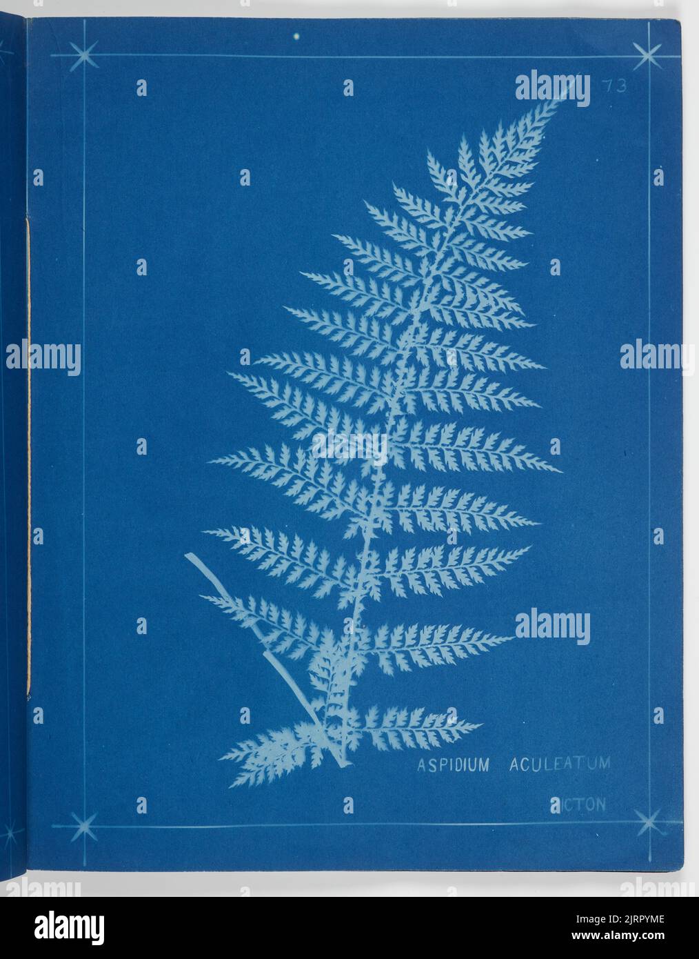 Aspidium Aculeatum. From the album: New Zealand ferns. 148 varieties ...