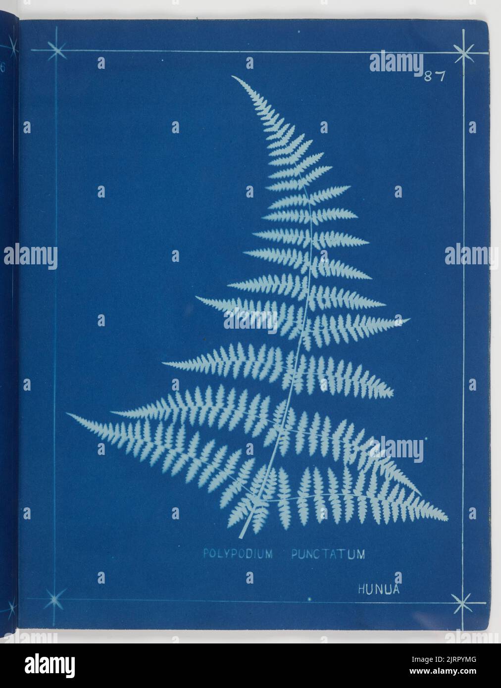 Polypodium Punctatum. From the album: New Zealand ferns. 148 varieties ...
