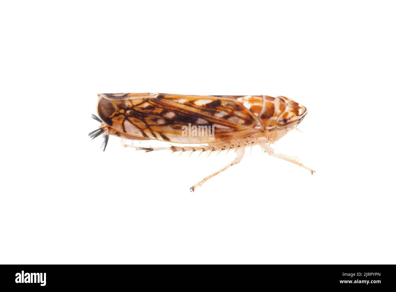 Typical Leafhopper (Scaphoideus sp.) isolated on white background Stock ...