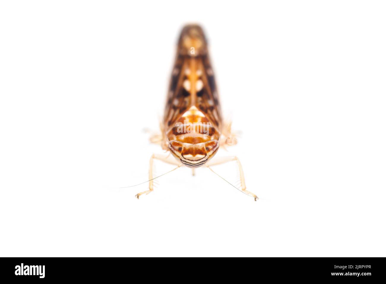 Typical Leafhopper (Scaphoideus sp.) isolated on white background Stock ...