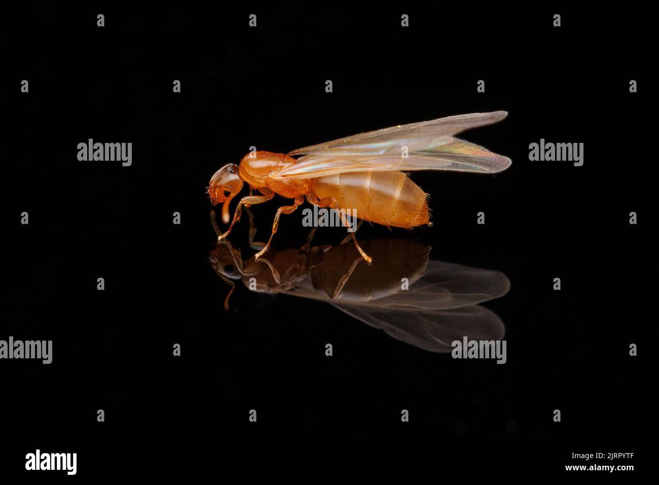 A Hairless Rover Ant (Brachymyrmex depilis) winged queen during a ...