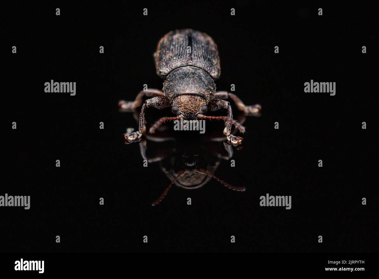 Myochrous hi-res stock photography and images - Alamy