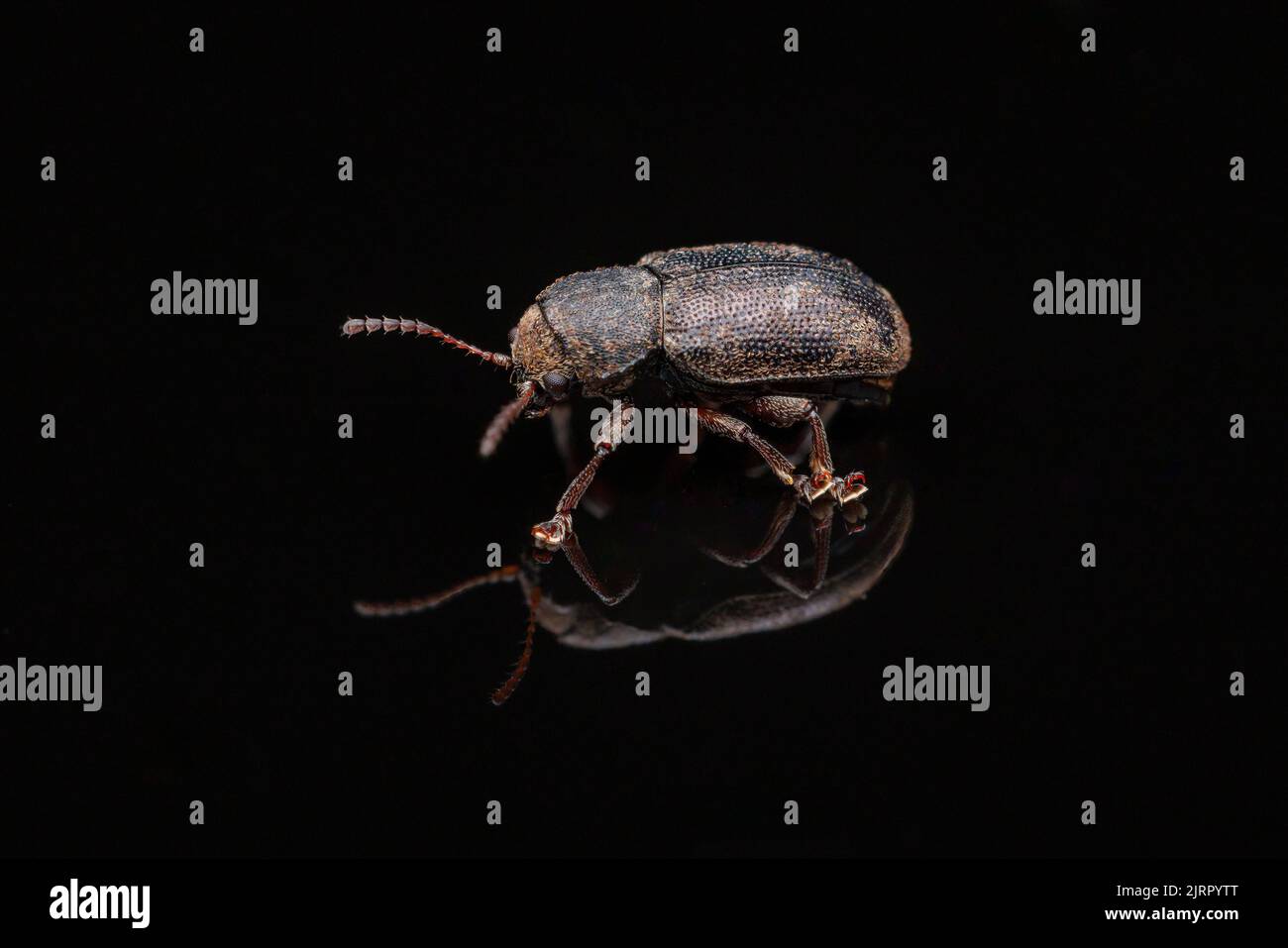 Myochrous hi-res stock photography and images - Alamy