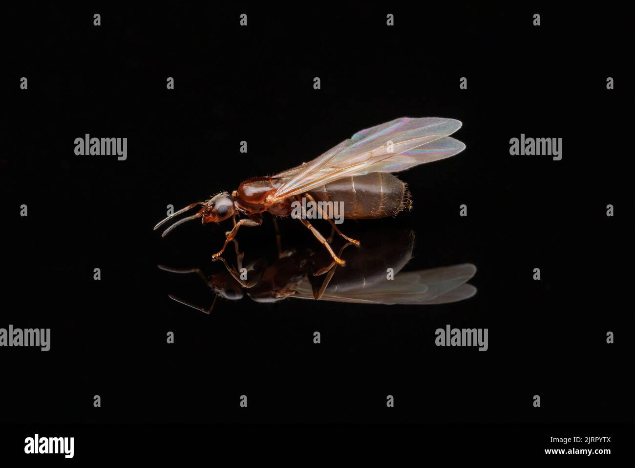 A Dark Rover Ant (Brachymyrmex patagonicus) queen during a nuptial ...