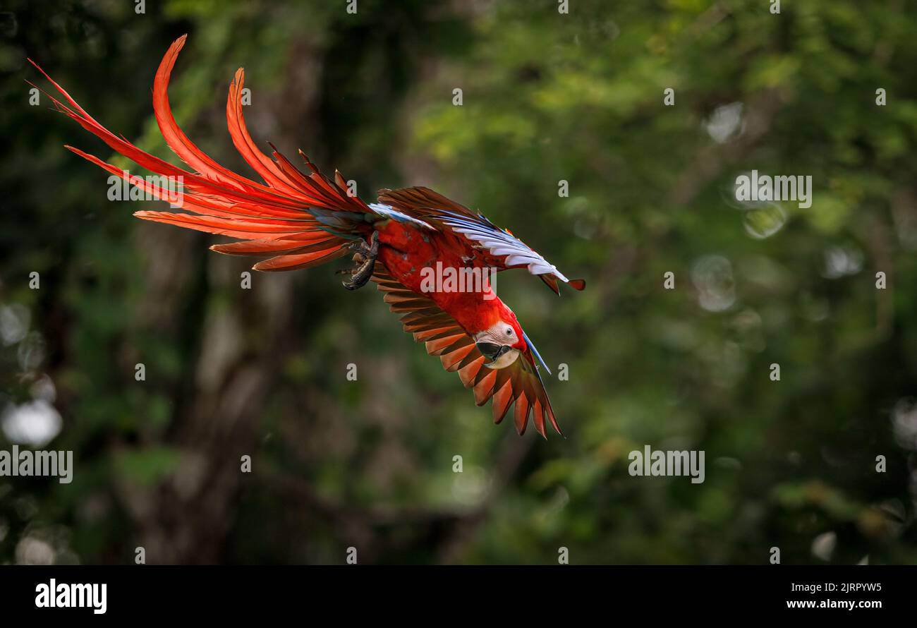 Red macaw parrot long tail hi-res stock photography and images - Alamy