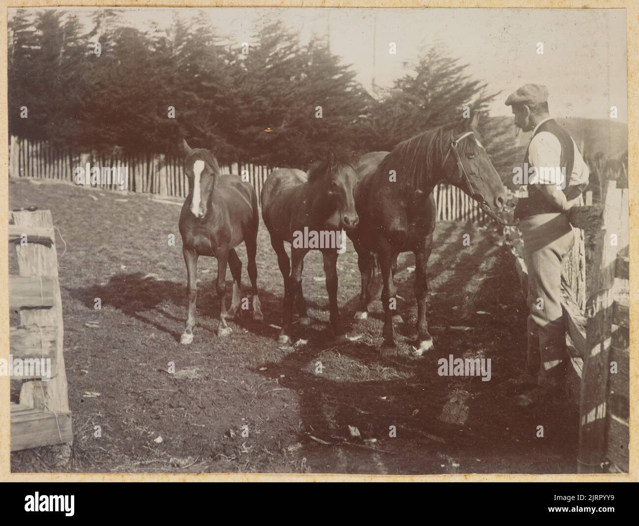 Horses. From the album: Snapshot album - Nga Mahanga, circa 1900 ...