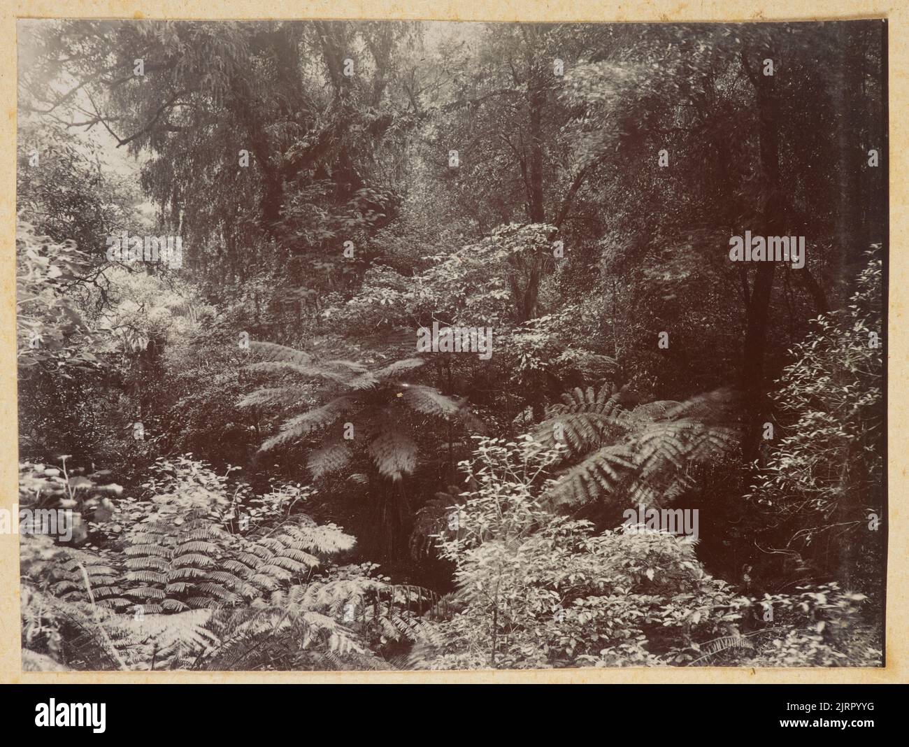 Forest. From the album: Snapshot album - Nga Mahanga, circa 1900 ...