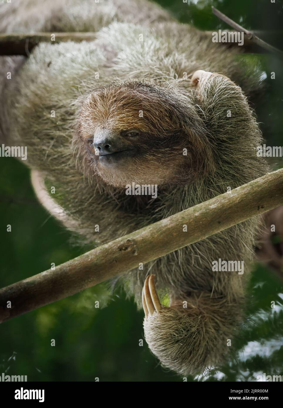 Three-toed sloth in the tropical rainforest of Costa Rica Stock Photo ...