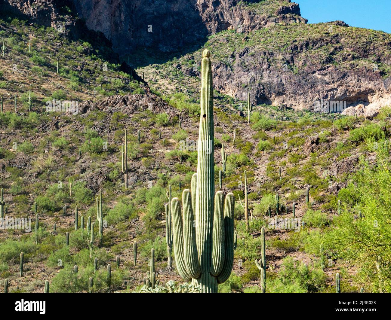 Picacho Peak is a distinctive landmark located halfway between Phoenix ...