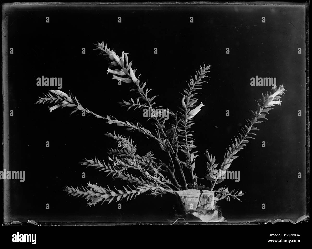 Dwarf heath Black and White Stock Photos & Images - Alamy