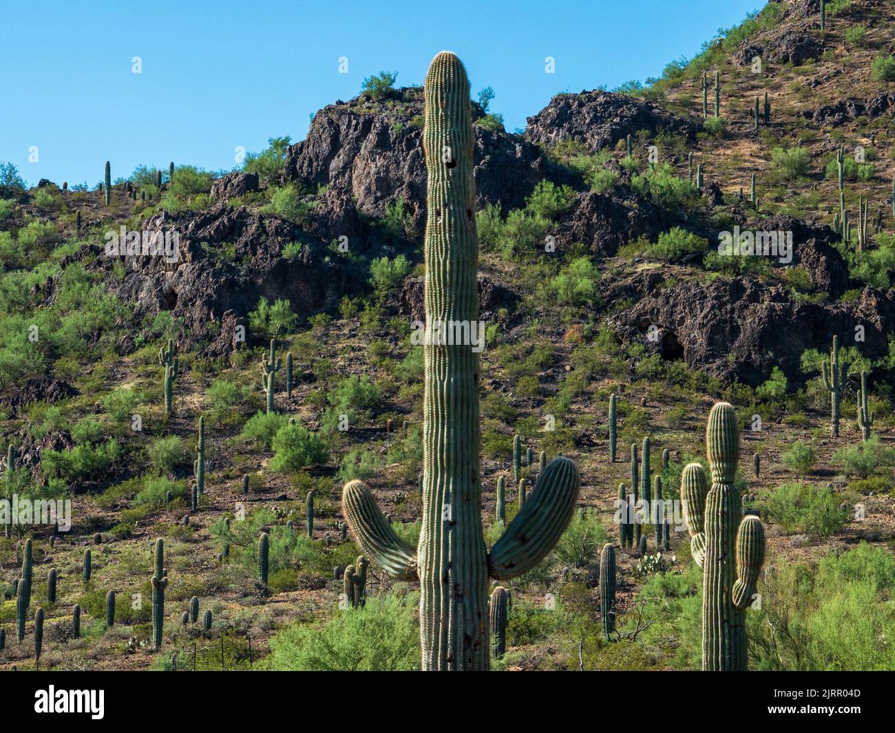 Picacho Peak is a distinctive landmark located halfway between Phoenix ...