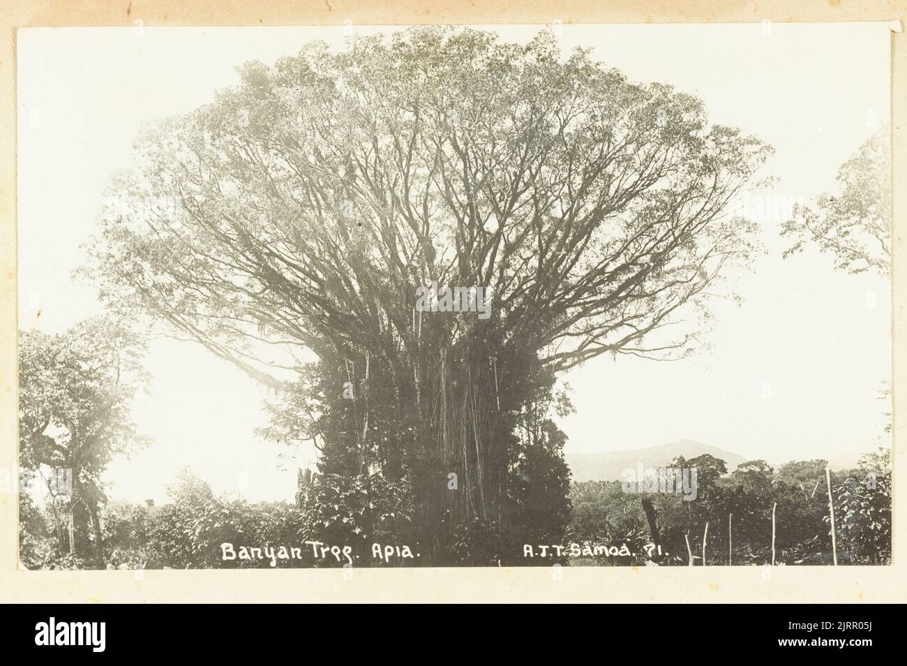 Banyan tree, Apia. From the album: Skerman family album, circa 1916, by ...