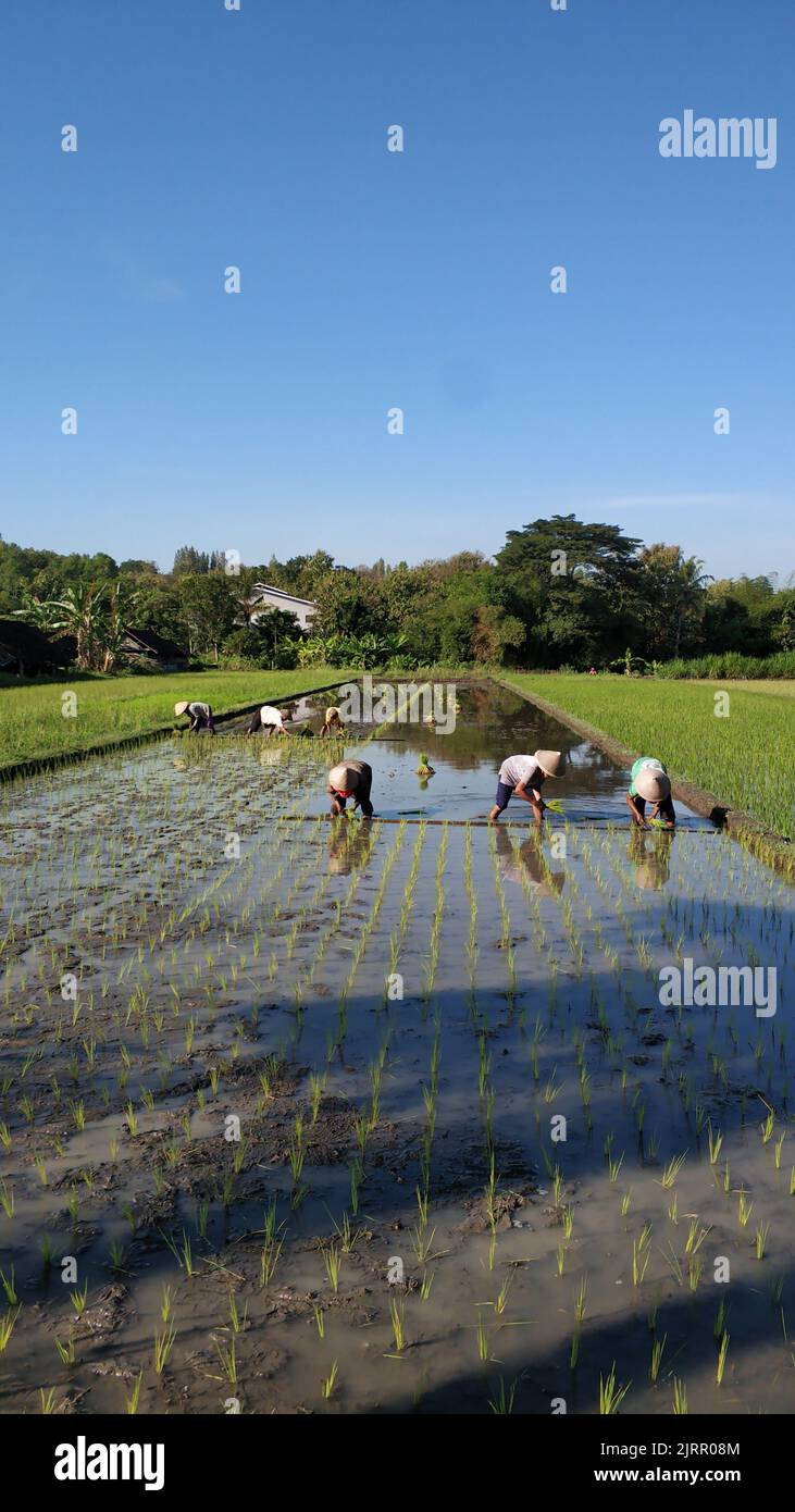 Several farmers planting rice in a rice field in Yogyakarta, Indonesia ...