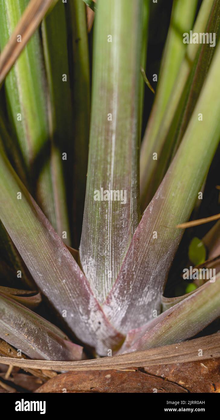 Detail of Lemongrass (Cymbopogon). This herb is commonly used for spice ...