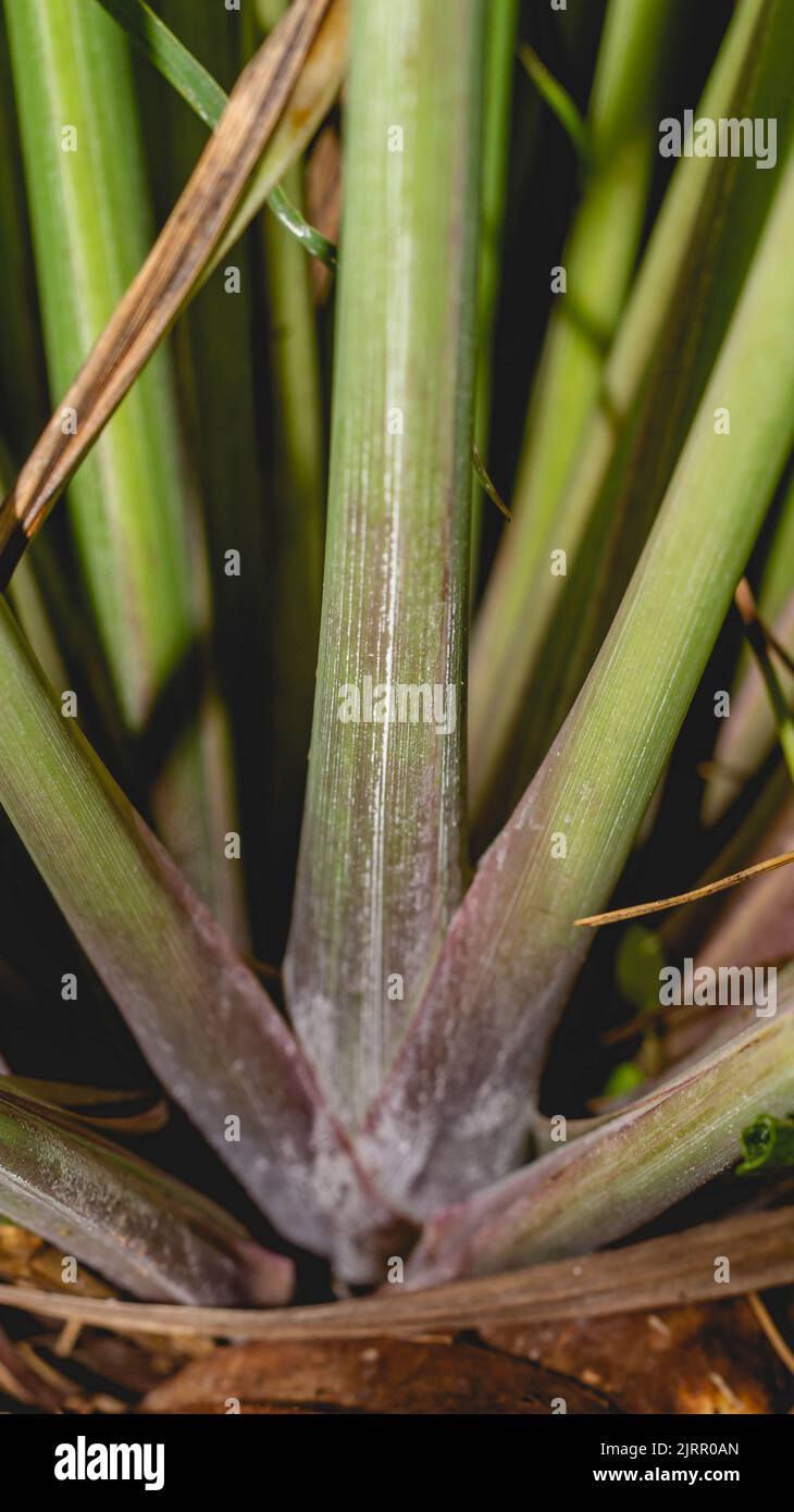 Detail of Lemongrass (Cymbopogon). This herb is commonly used for spice ...