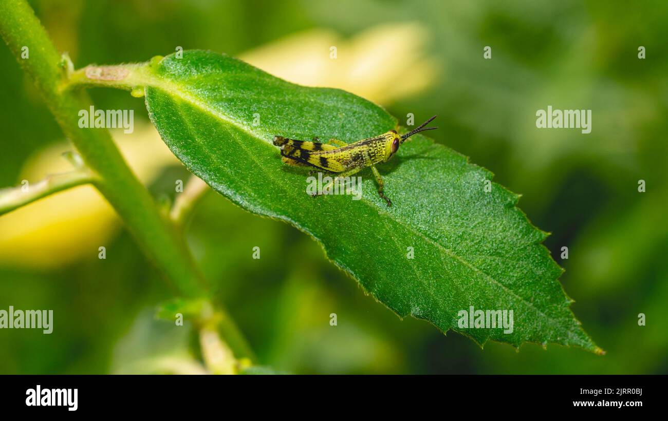 Young borneo grasshopper sitting on green leaf. Juvenile grasshopper ...