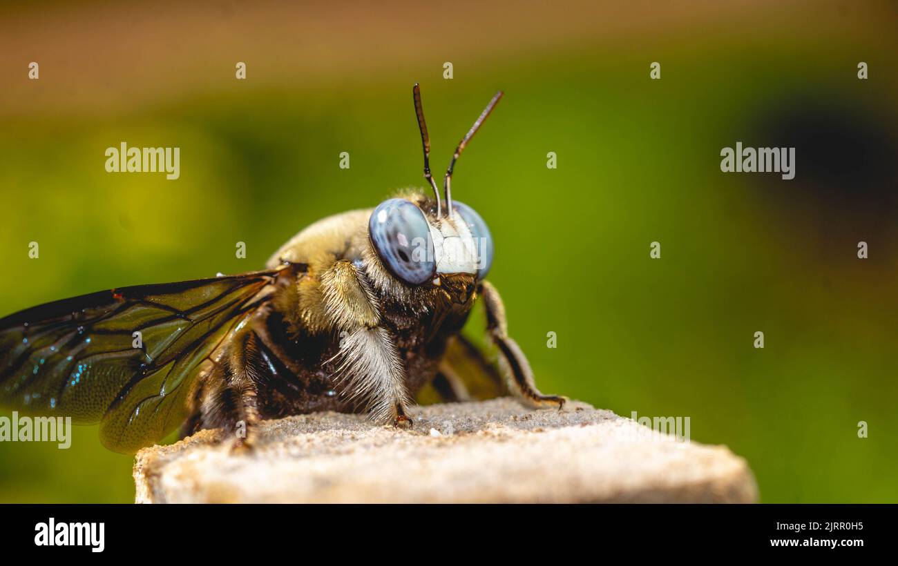 Detail closeup of Borneo Giant Bee perching on wood. Giant Bee Stock ...