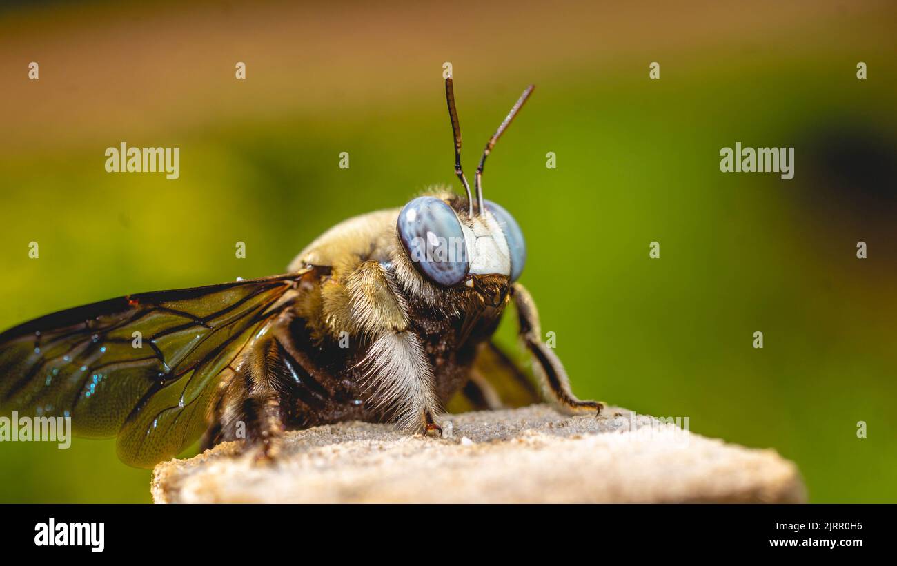 Detail closeup of Borneo Giant Bee perching on wood. Giant Bee Stock ...